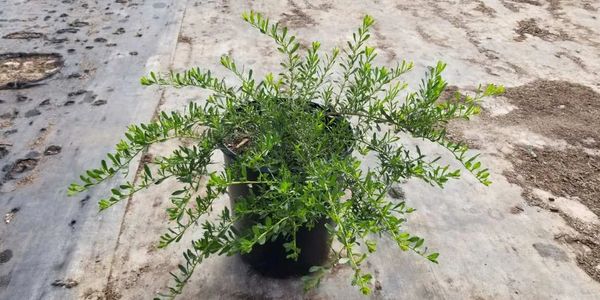 Dream Shrubs | Dream With Colors Inc.