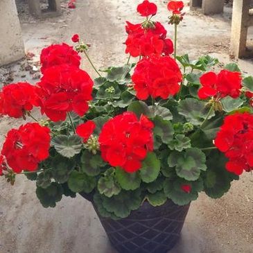 Dream With Colors Inc.