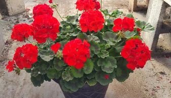 FALL | Dream With Colors Inc.