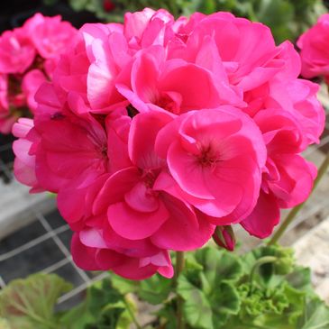 Dreams Geraniums | Dream With Colors Inc.