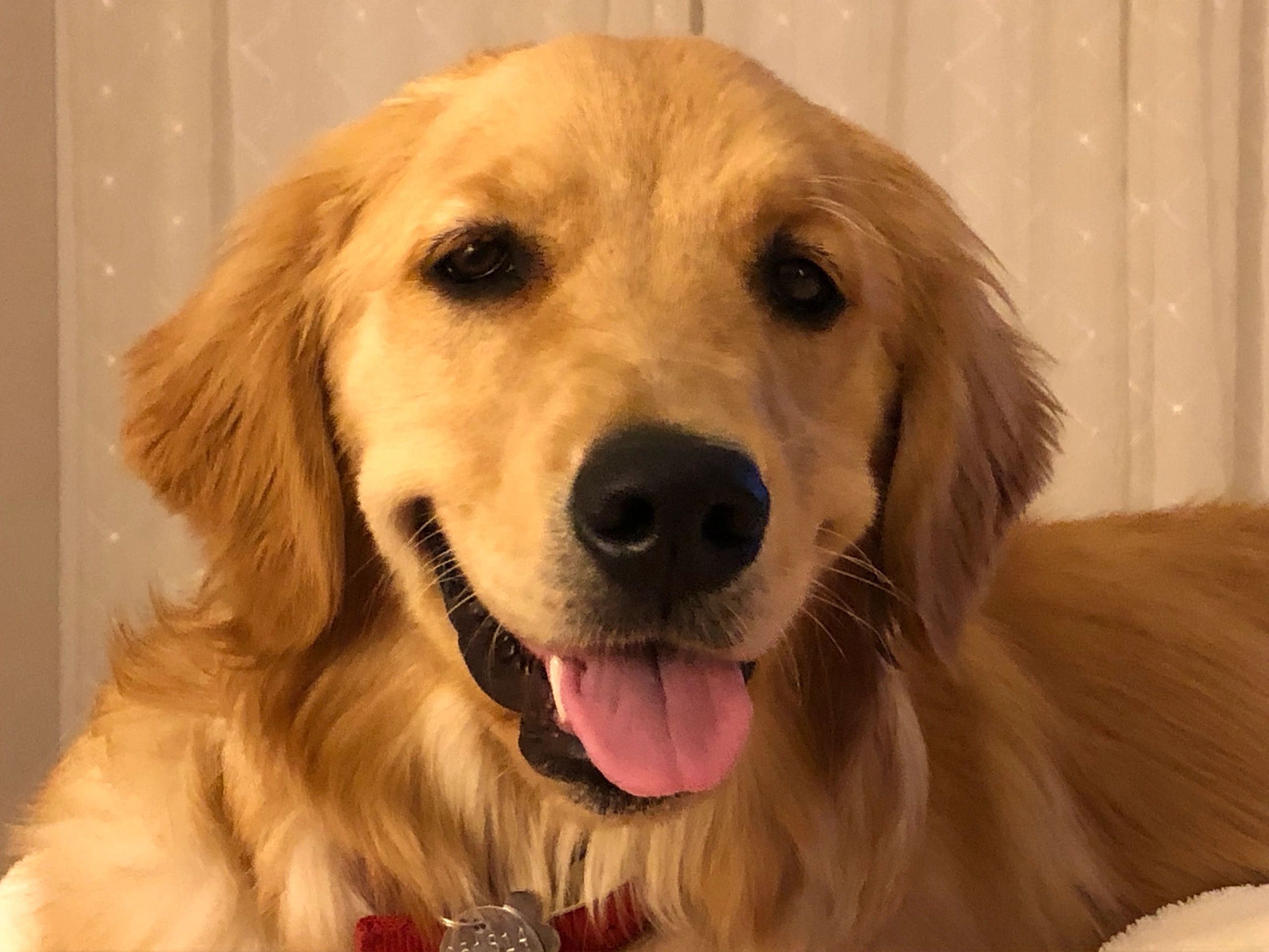 Hearing Dog Training - Golden Retriever Hearing Service Dog