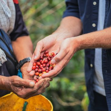 Willy's Beans - Colombian Coffee, Specialty Coffee