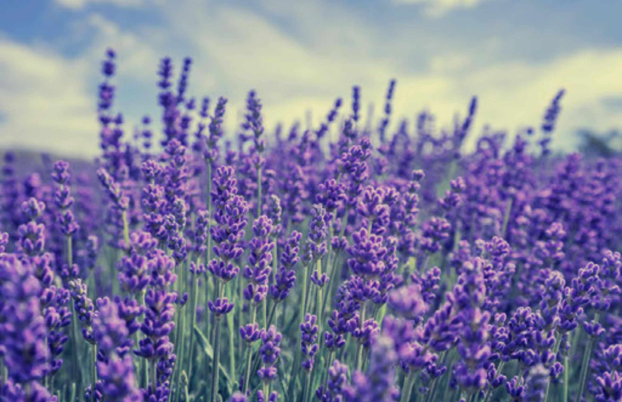 Visit River's Edge Lavender Farm for Unique Lavender Products