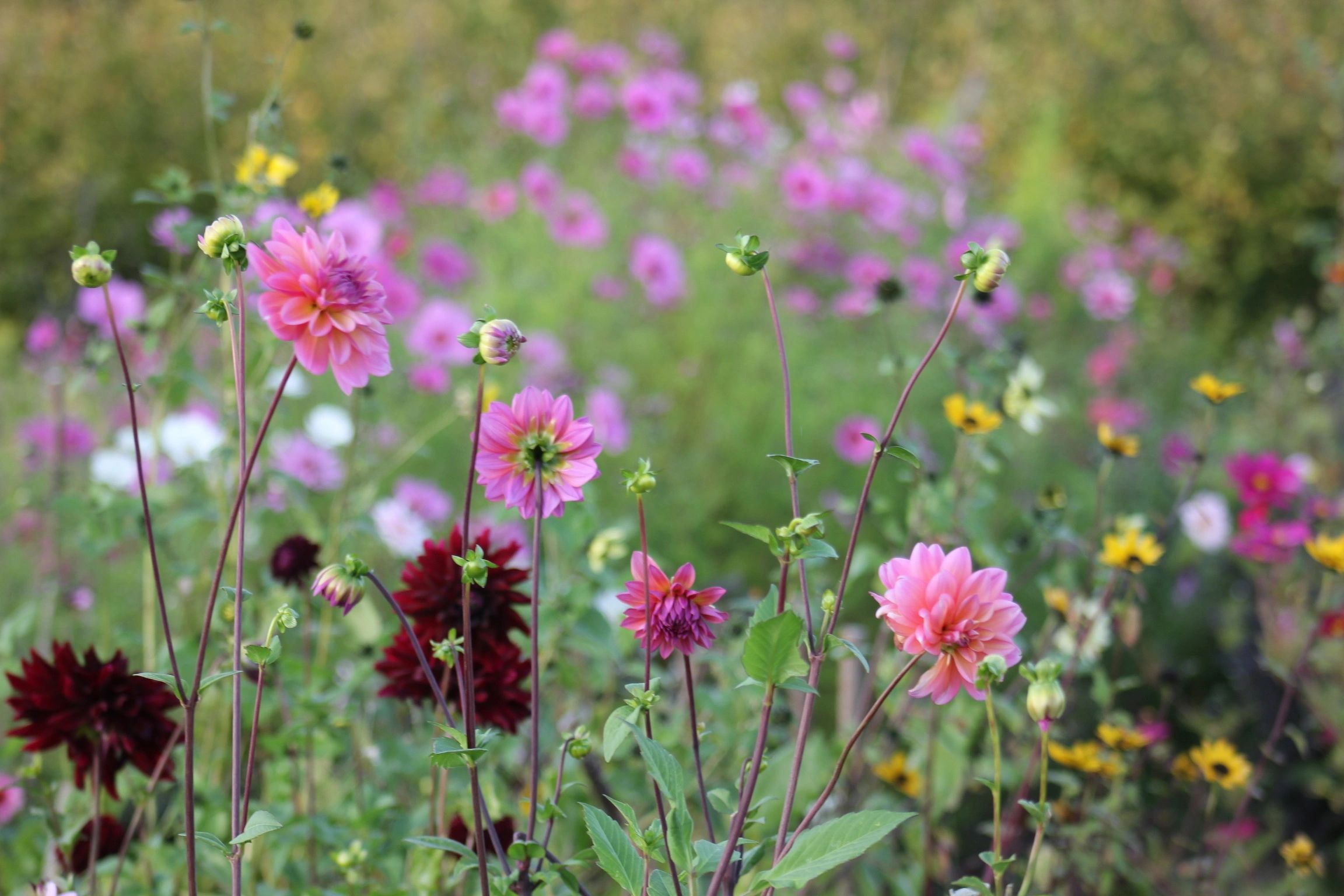 Pick Your Own Flowers at Mitchell Flower Farm in Kent