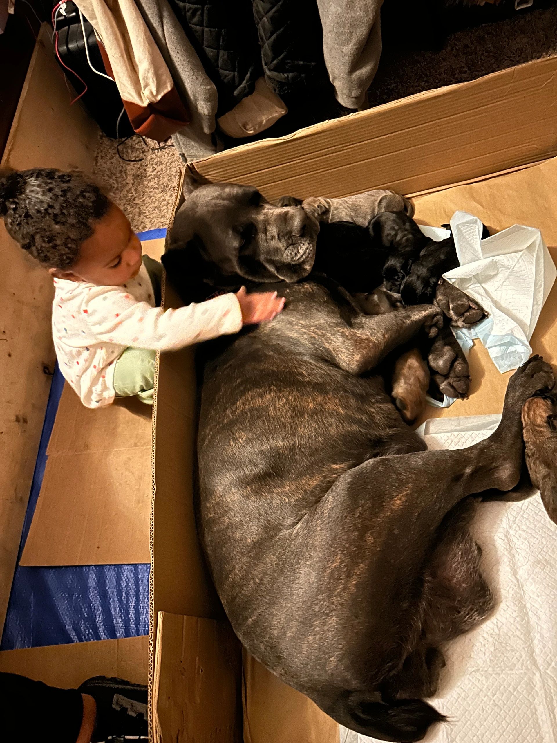Cane Corso K9 Body Guard and Companion