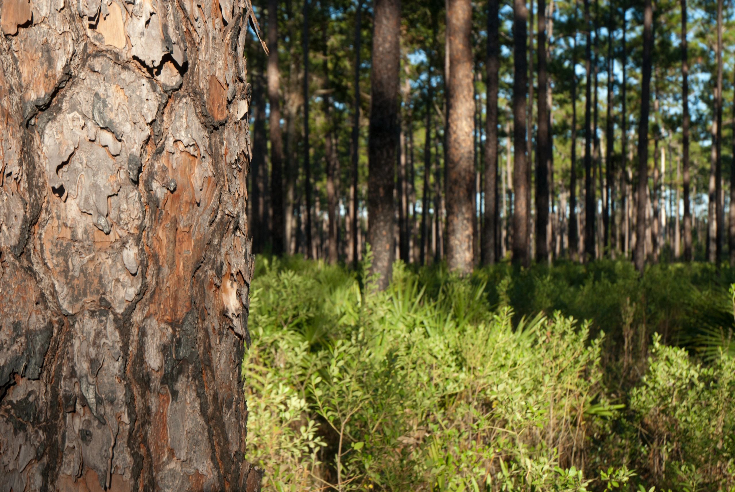 Columbia Timber Company - Land Services, Timber Harvesting