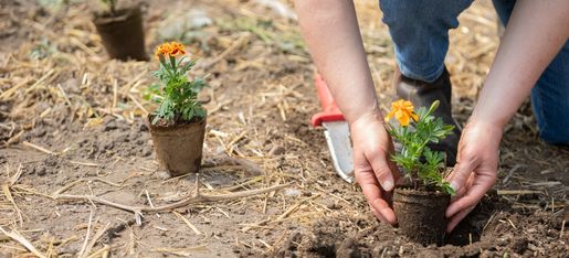 CowPots: Best Biodegradable Pots - Bulk & Wholesale Ordering