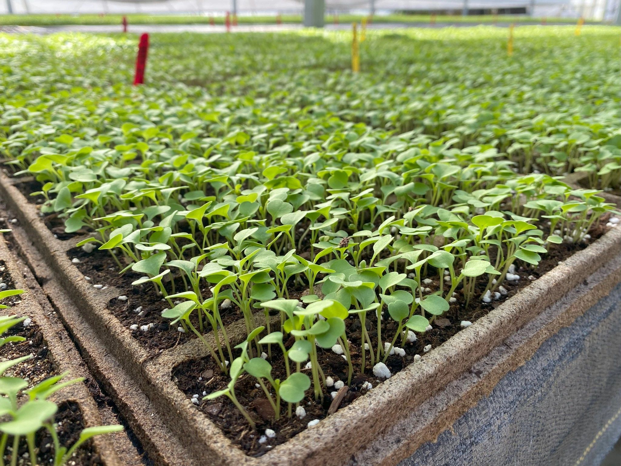 Seed Starting Made Sustainable