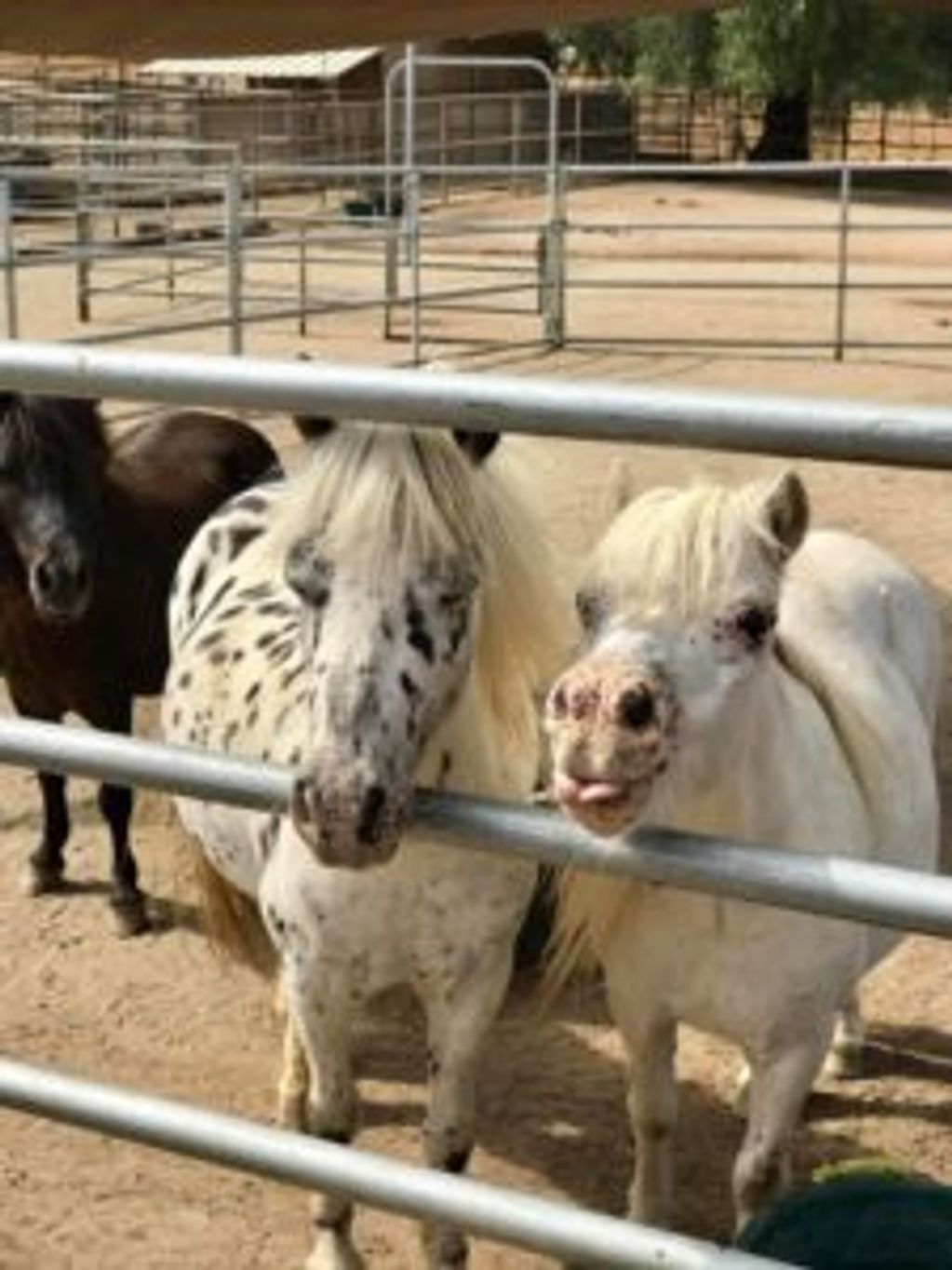 Adoption | So Cal Mini Horse Sanctuary