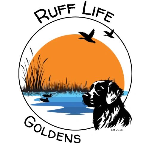 Ruff Life Golden Retrievers - Breeder, Puppies, Golden Retriever