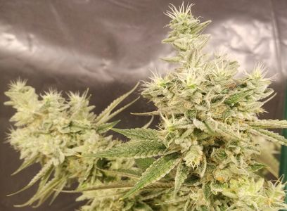 Downtown Cannabis Company