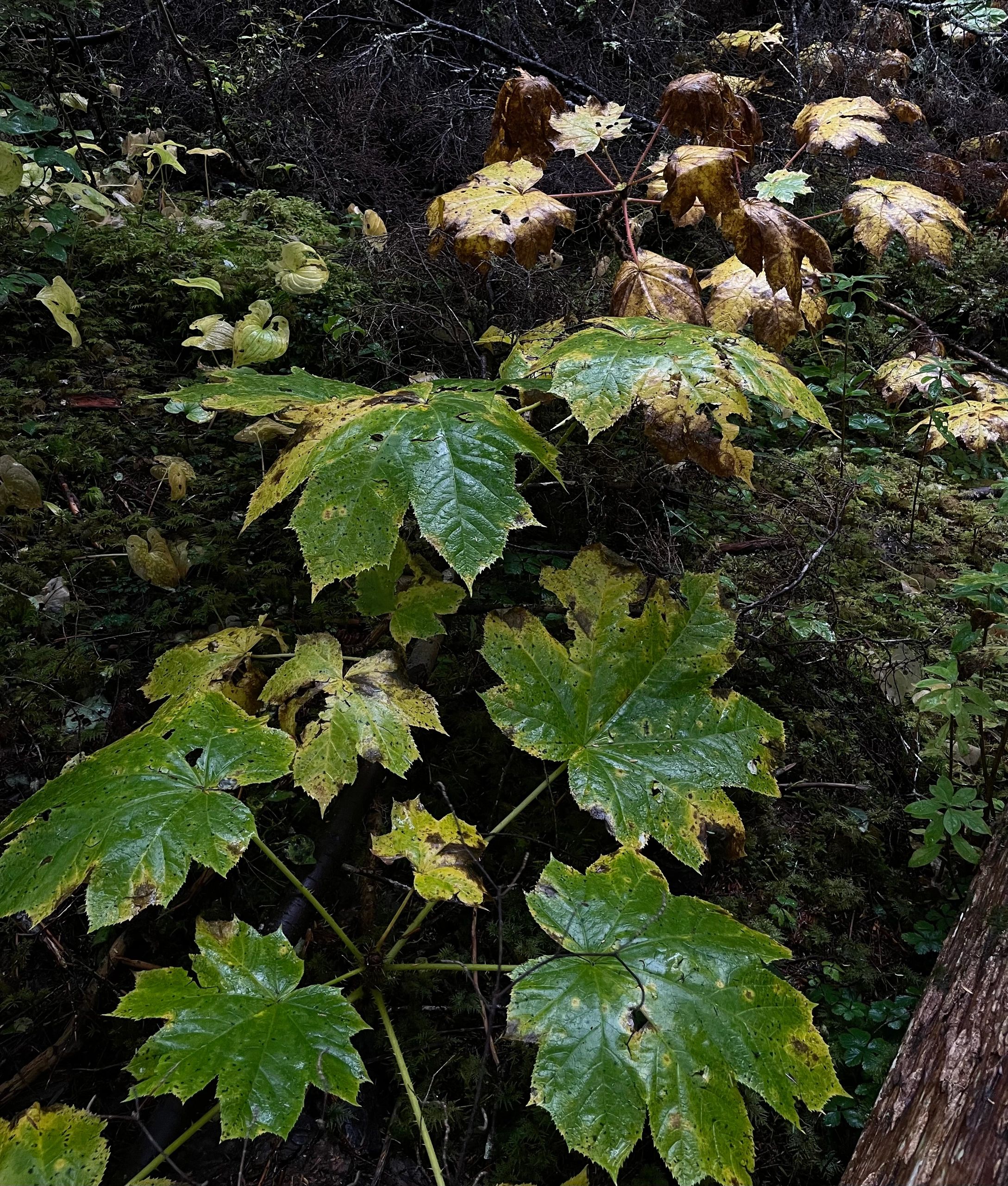 About | Juneau Garden Club