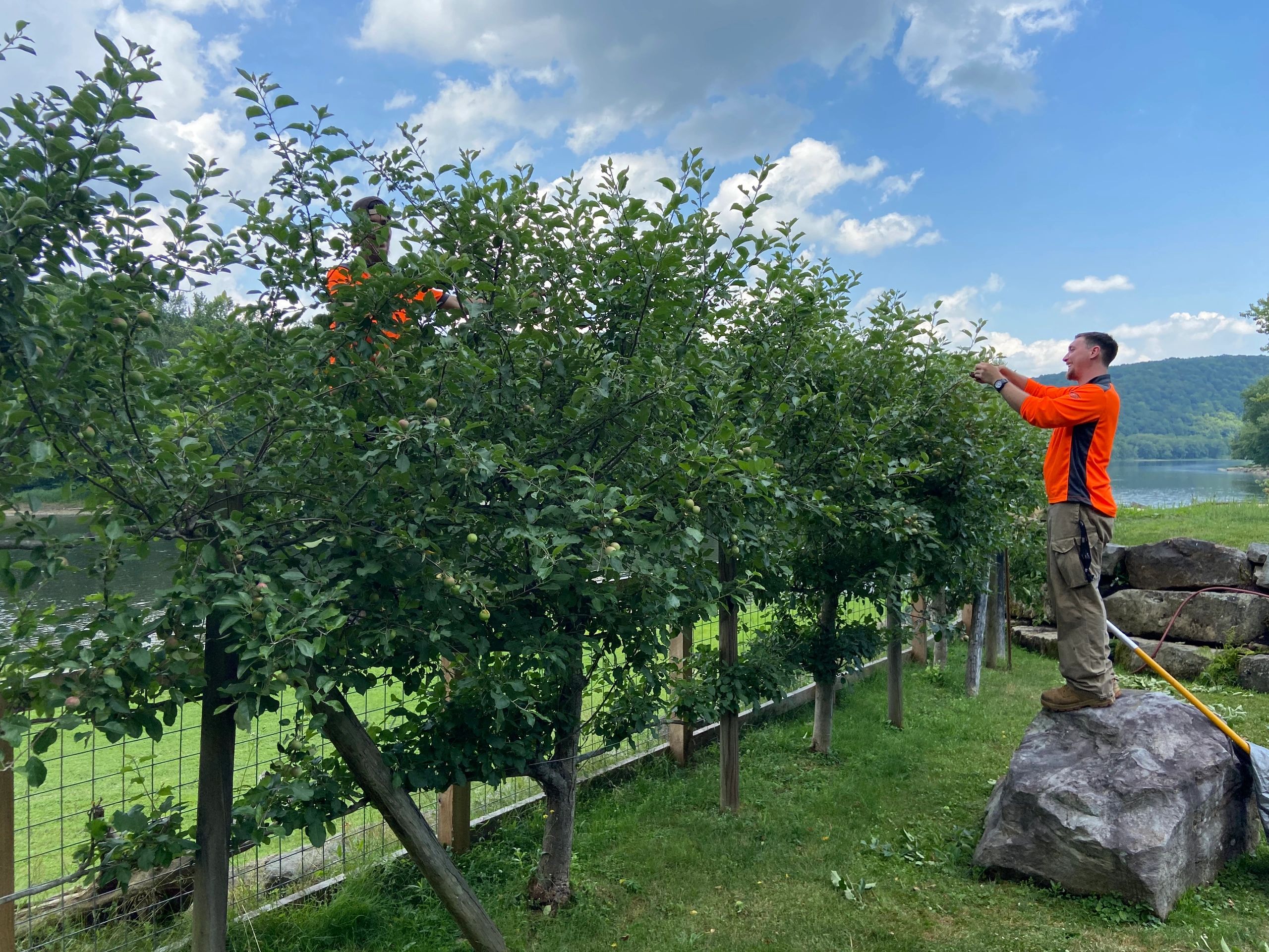 Great Mountain Tree Service - Tree Service - Franklin, Pennsylvania