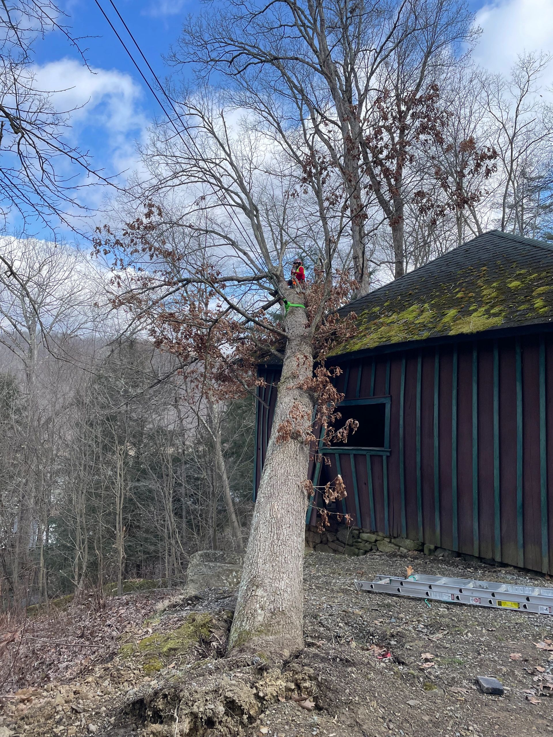 Great Mountain Tree Service - Tree Service - Franklin, Pennsylvania