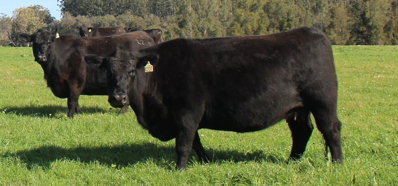 Private Sales | Boambee Angus