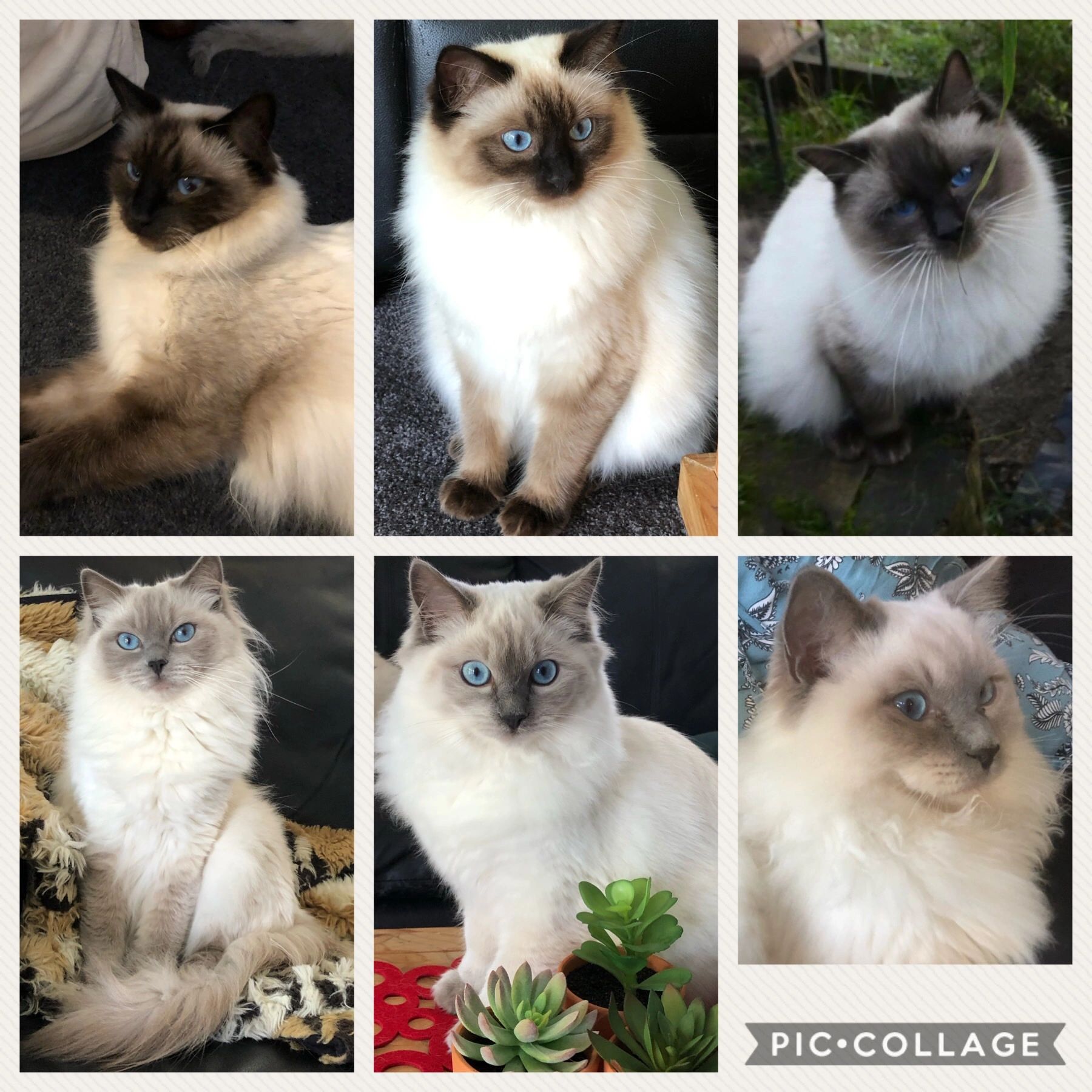 Beacyblues Ragdolls