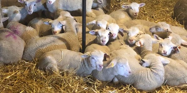 Classified Ads | Alberta Sheep Breeders' Association