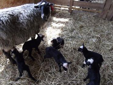 Romanov | Alberta Sheep Breeders' Association