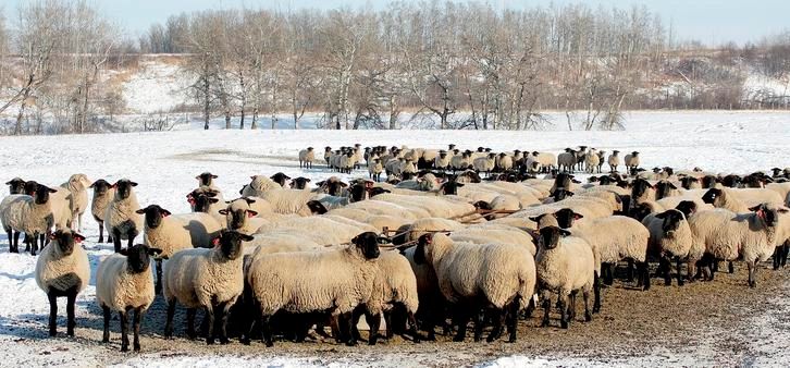 Alberta Sheep Breeders' Association - Home
