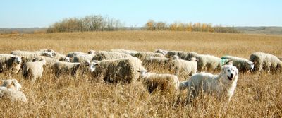 Alberta Sheep Breeders' Association - Home