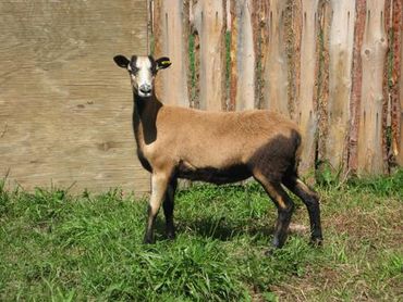 American Blackbelly | Alberta Sheep Breeders' Association