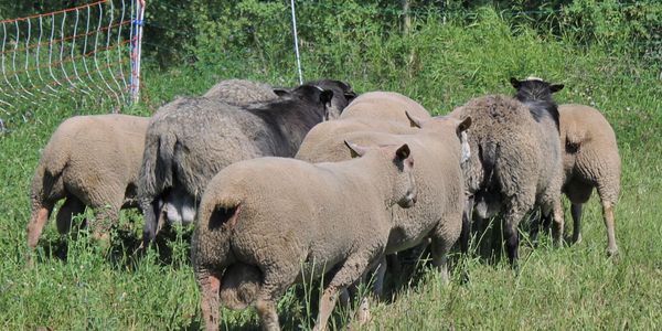 Classified Ads | Alberta Sheep Breeders' Association