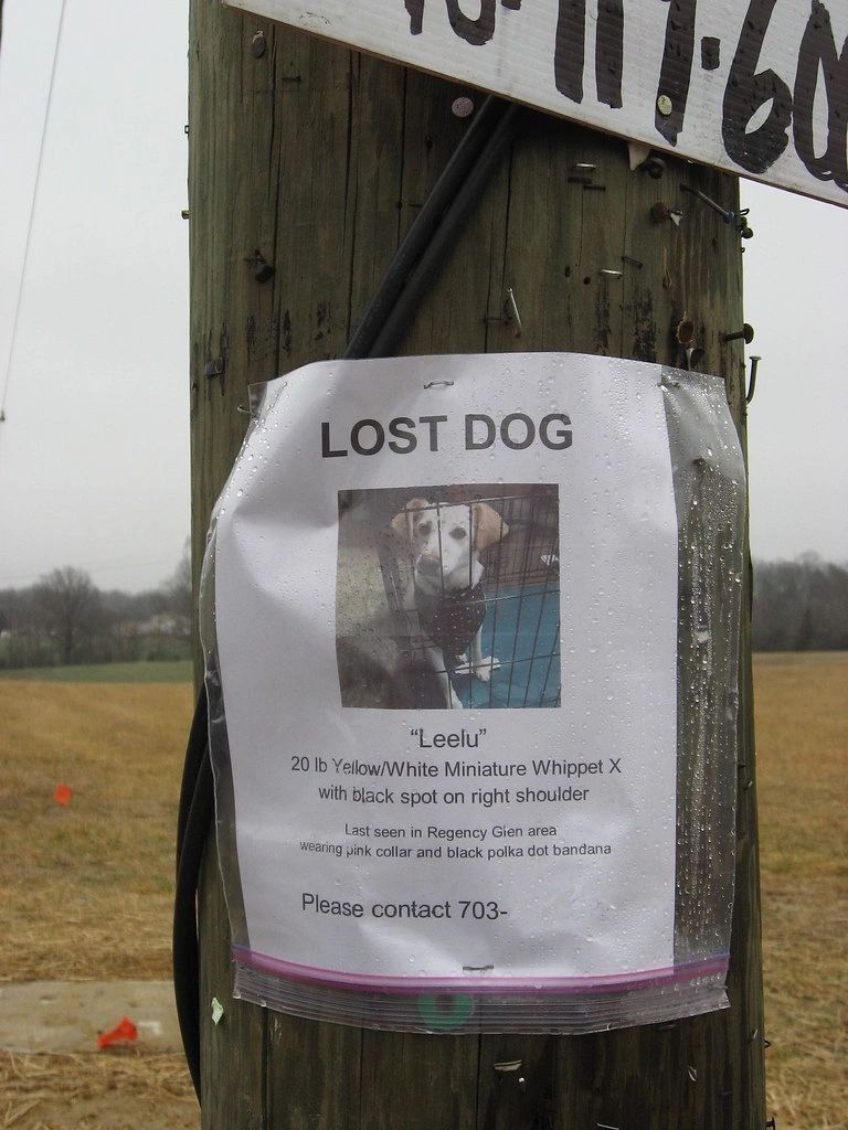 Finding a lost pet
