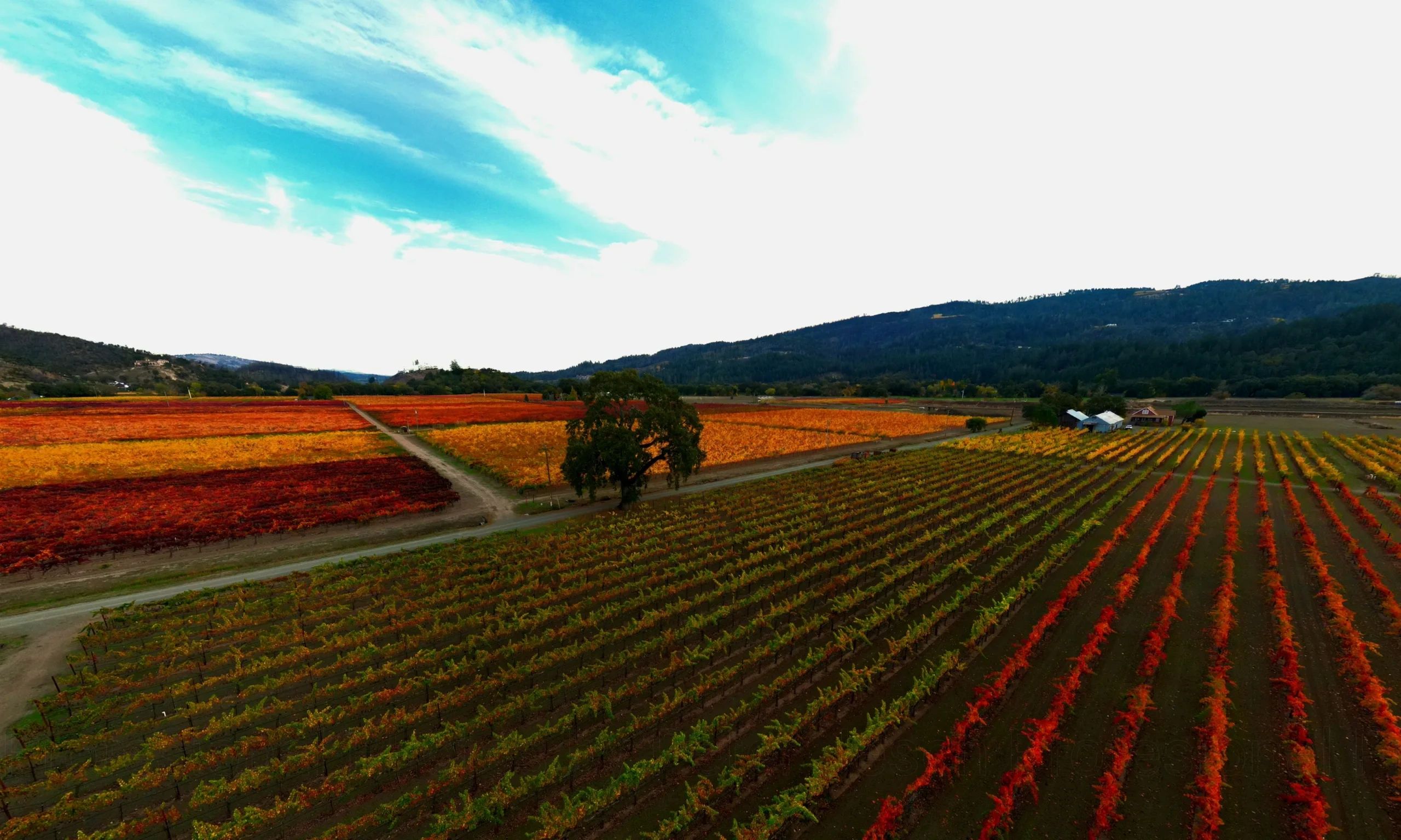 Expert Vineyard Management Services