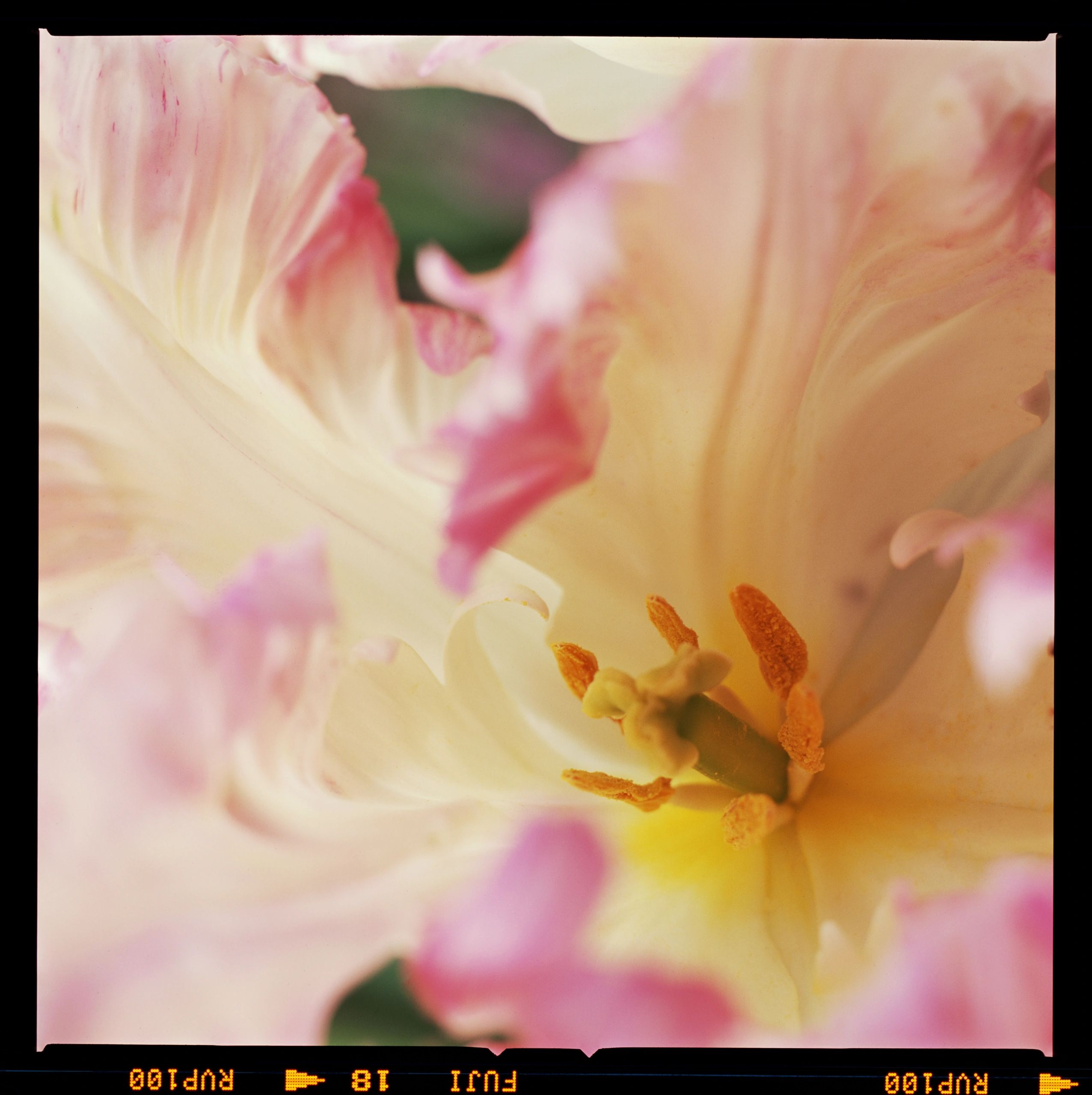 Unique Photographic Prints | Hiroko Enseki