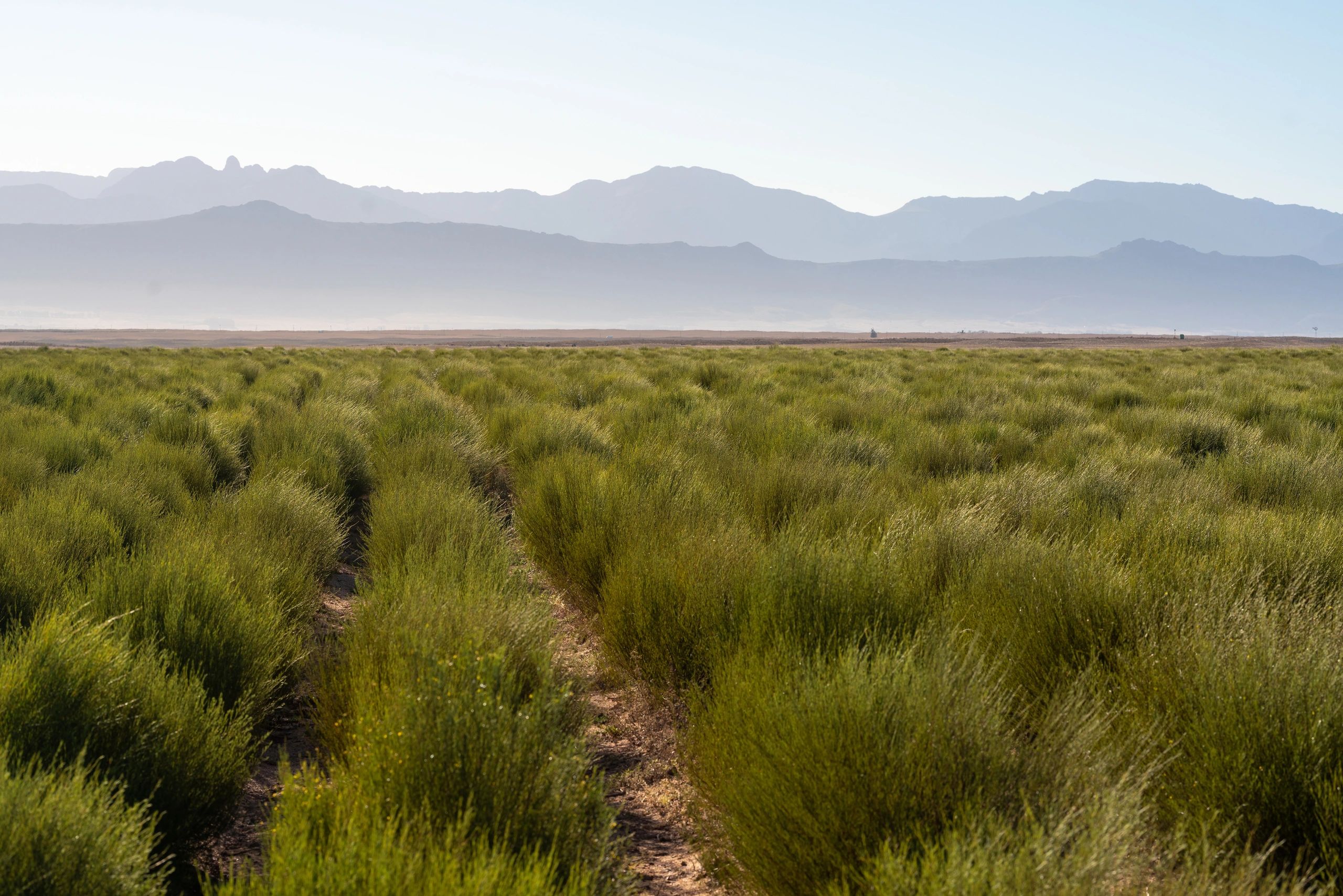 Rooibos North America - Home