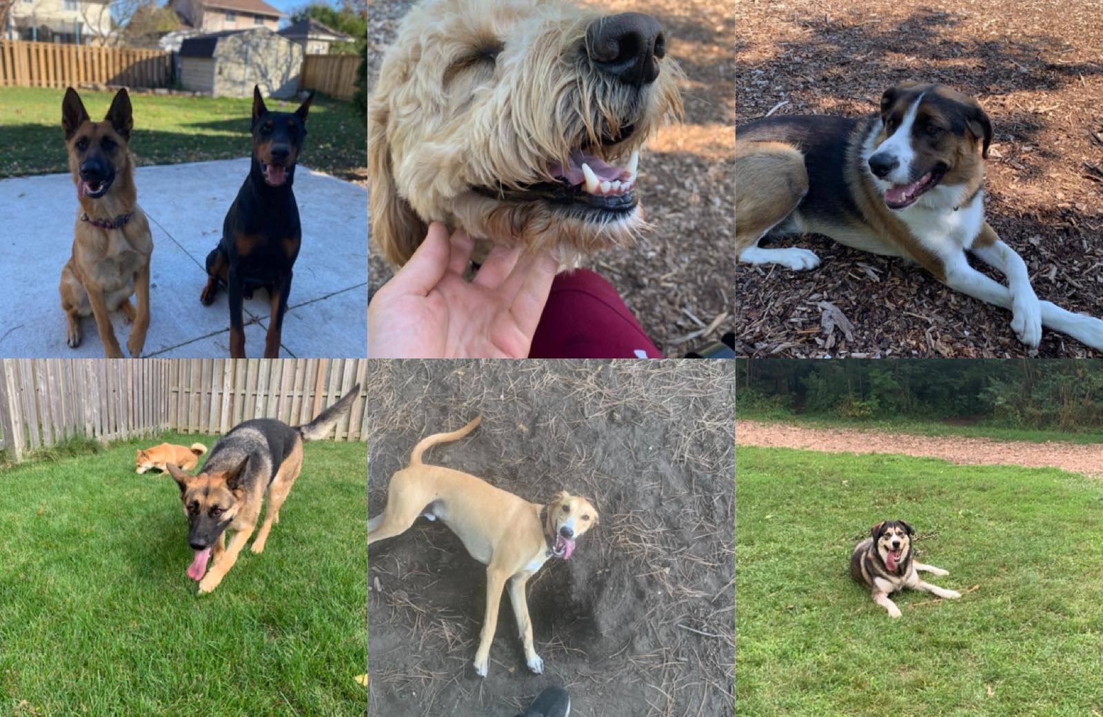 Doggydate