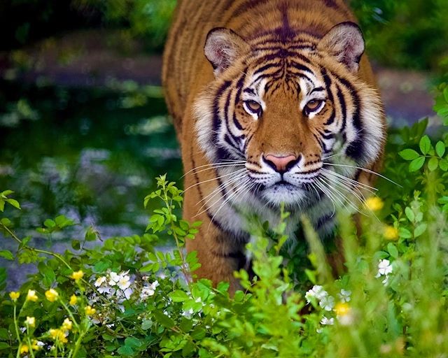 Chestatee Wildlife Preserve - Zoo, Zoo, Exotic Animals, Zoo Animals