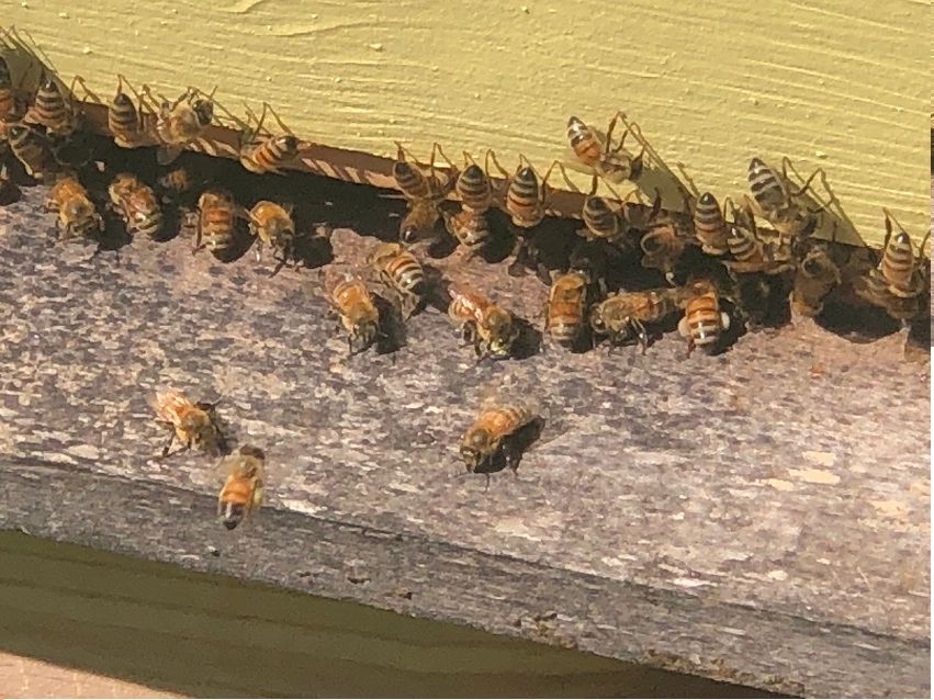 About Us | NWGA Busy Bees