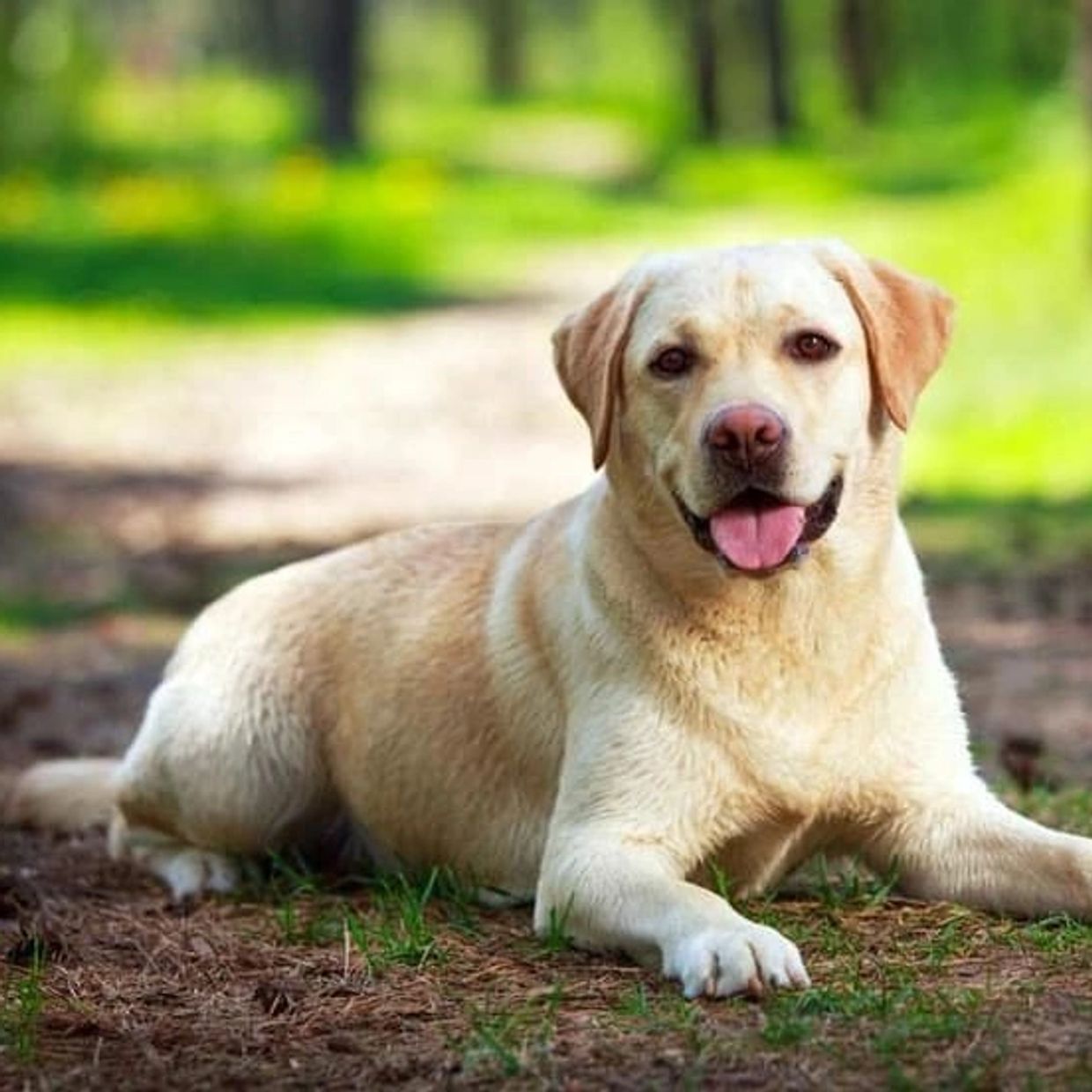 Zoomies Zone Liverpool