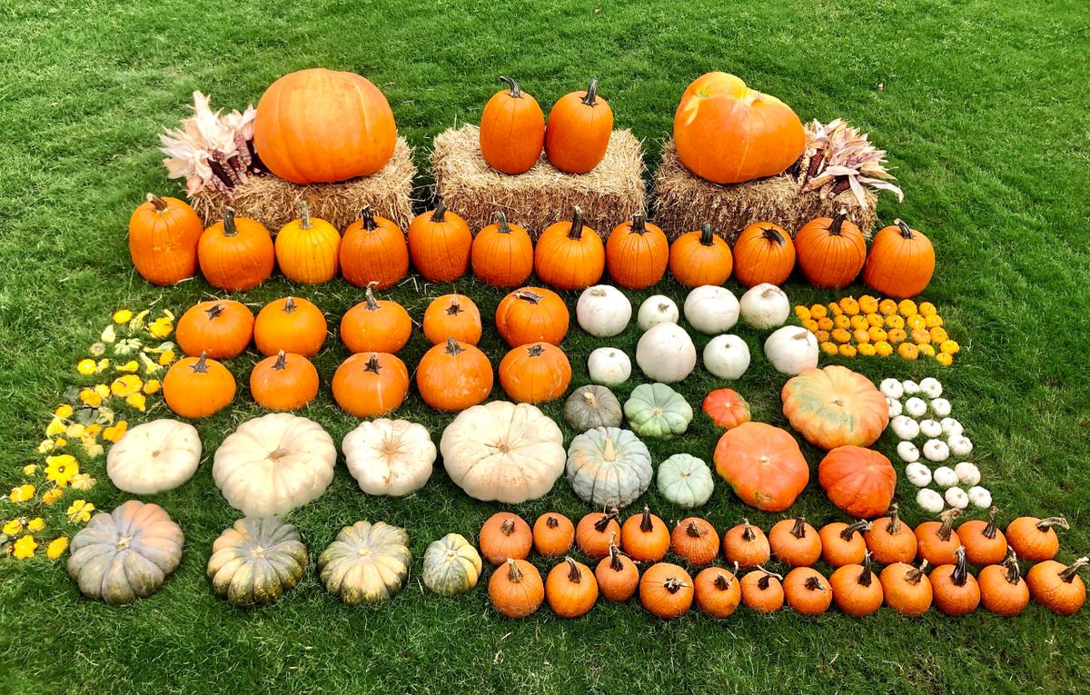 Pumpkin Packages