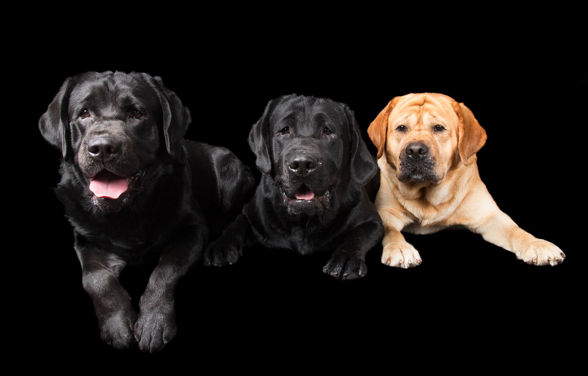 Barra Labradors