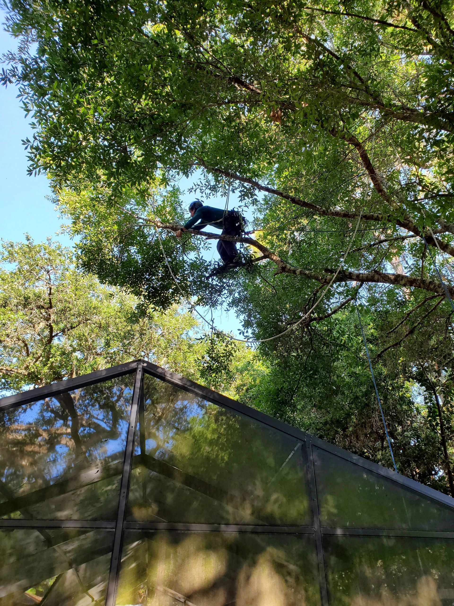 Arbor Tree Rescue - Tree Service, Arborist