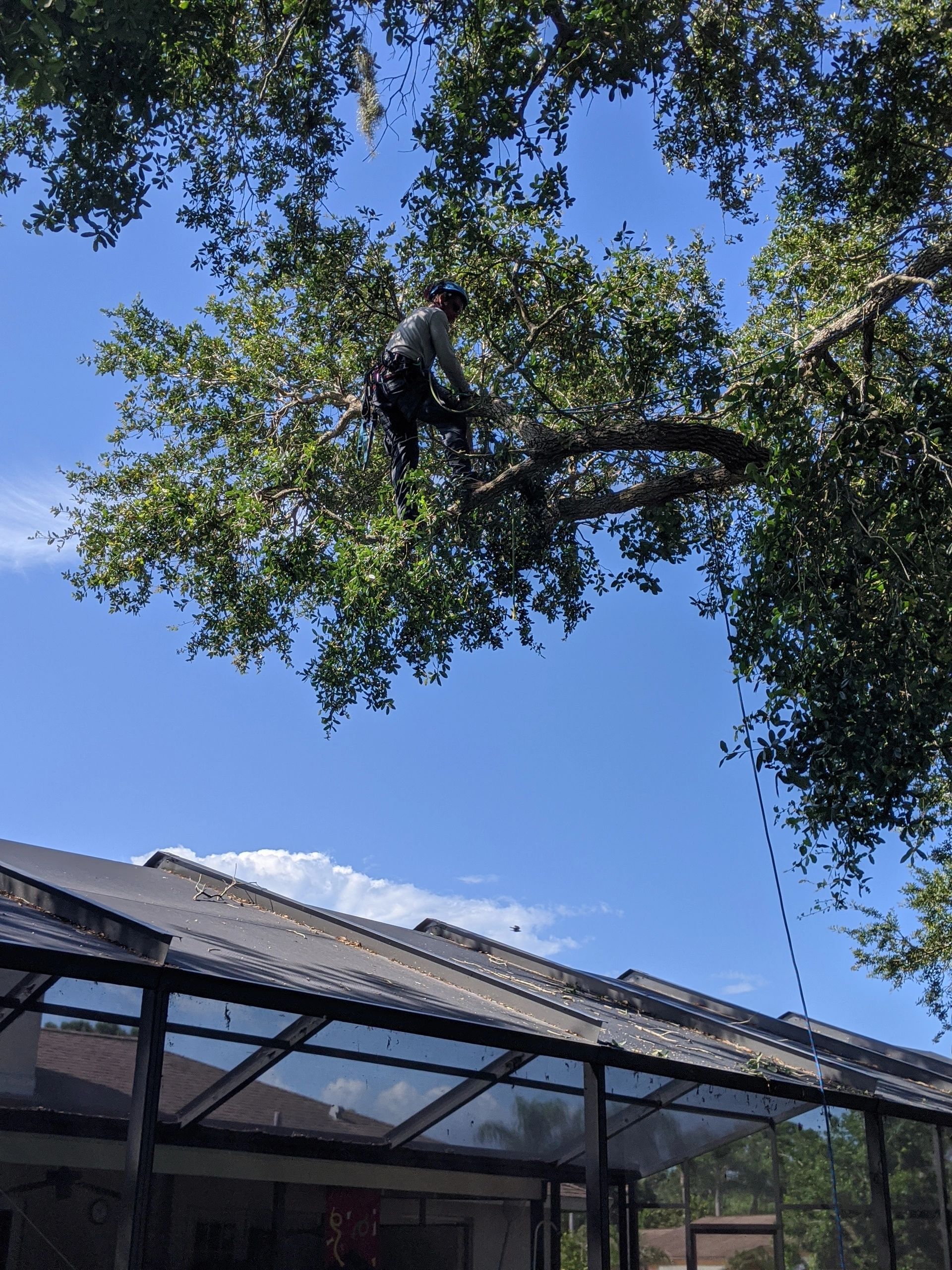 Arbor Tree Rescue - Tree Service, Arborist, Tree Trimming