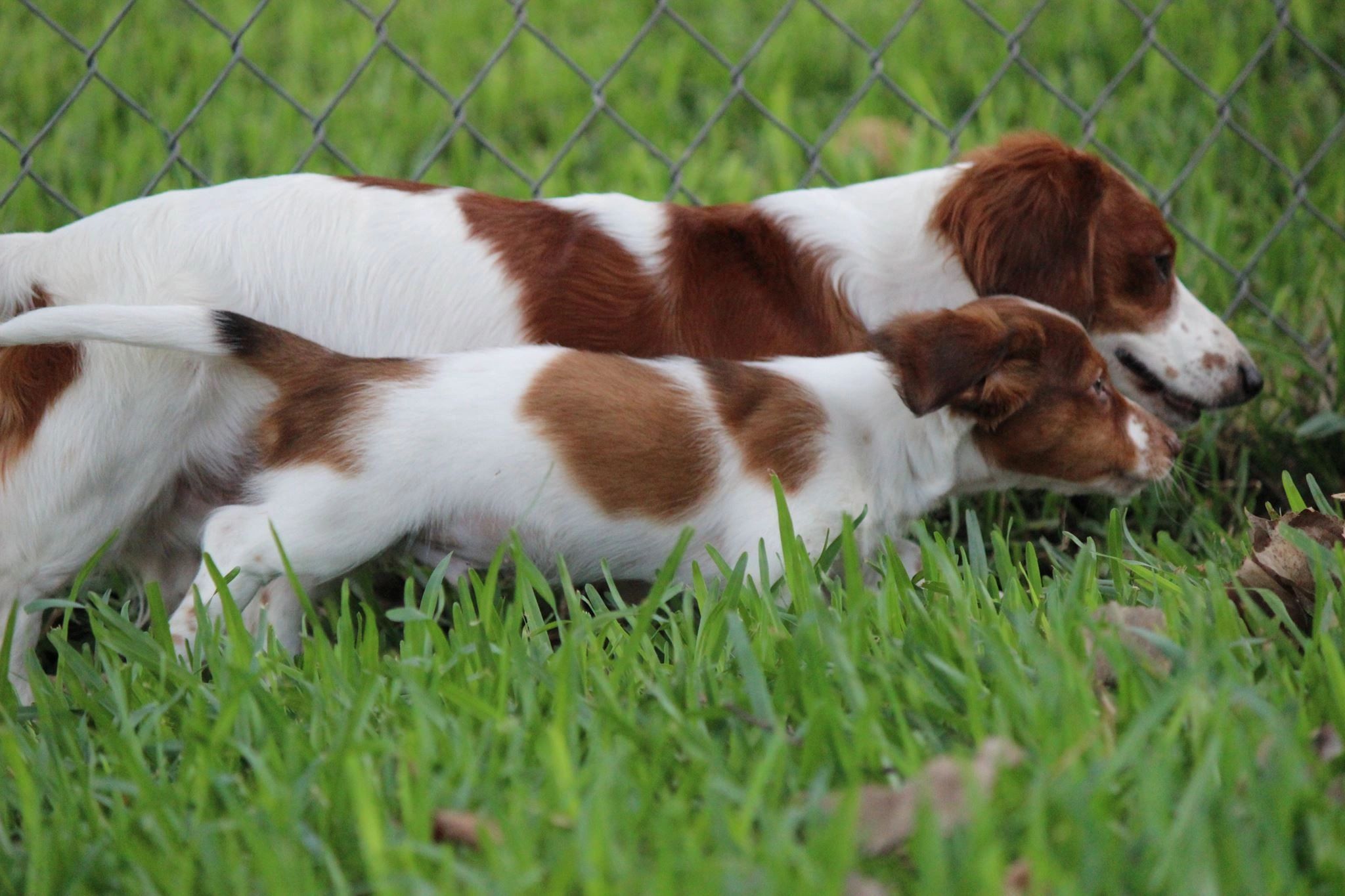 Dachshunds - American Dachshunds