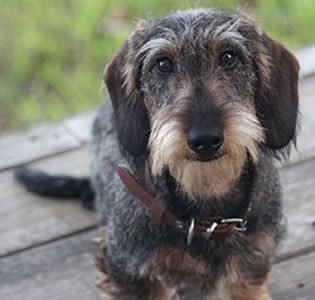 Dachshunds - American Dachshunds