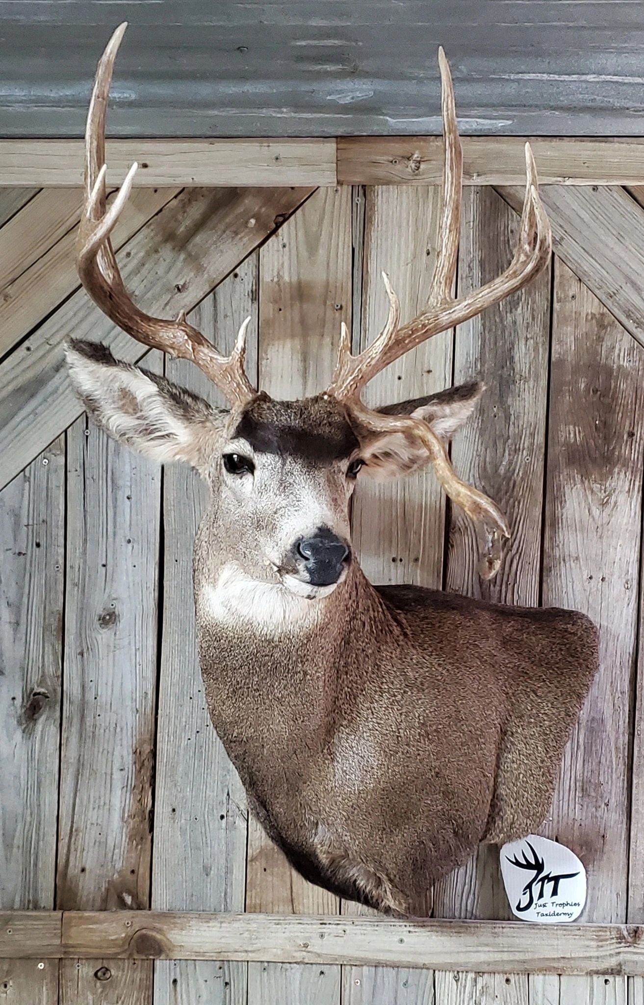 Just Trophies Taxidermy - Shoulder Mounts, Wall Pedestal, White Tail ...
