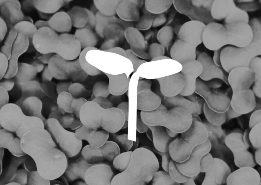 Case Study - Clarion 1