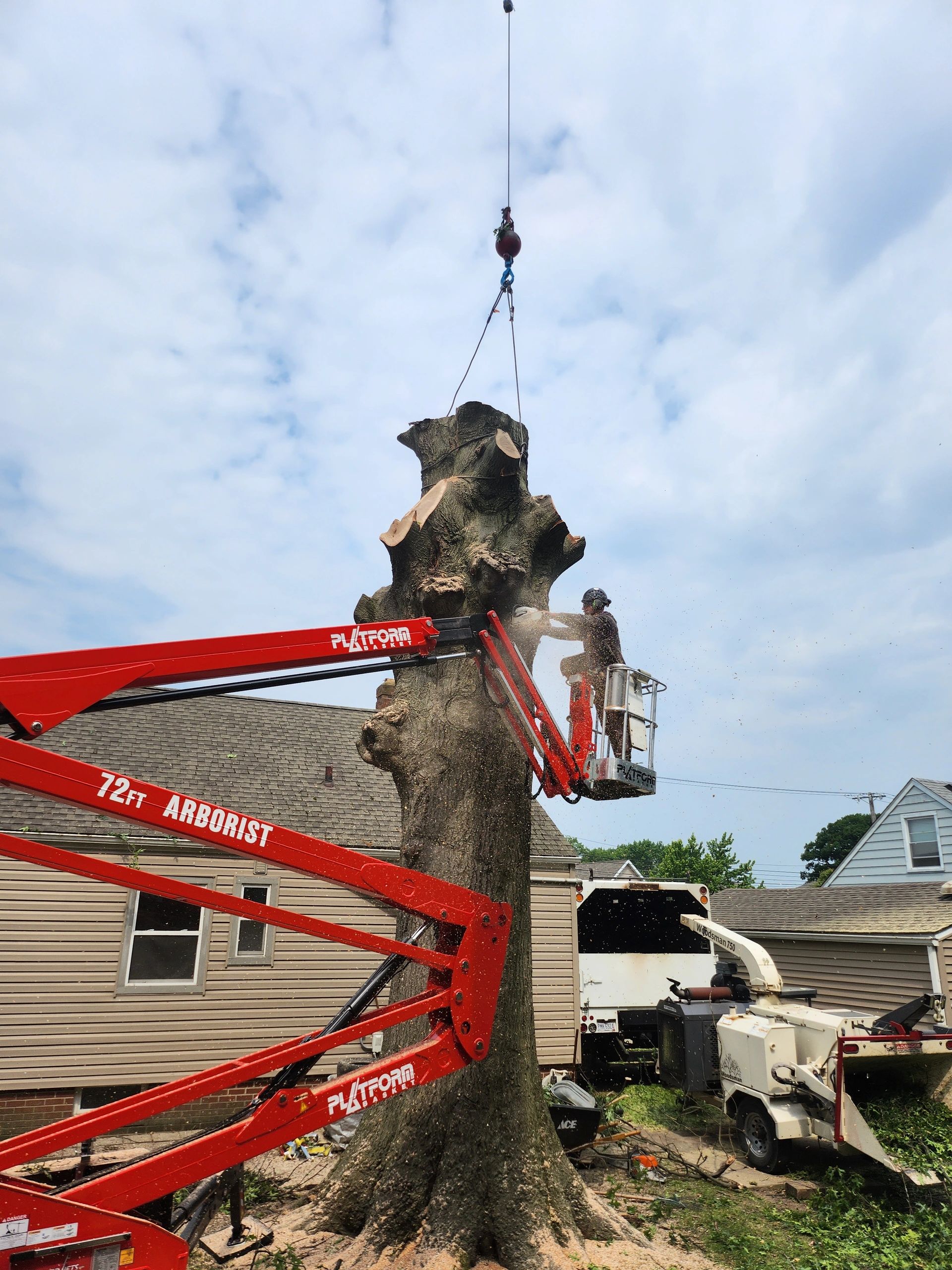 Parks Tree West Your Trusted Partner for Large Tree Removal