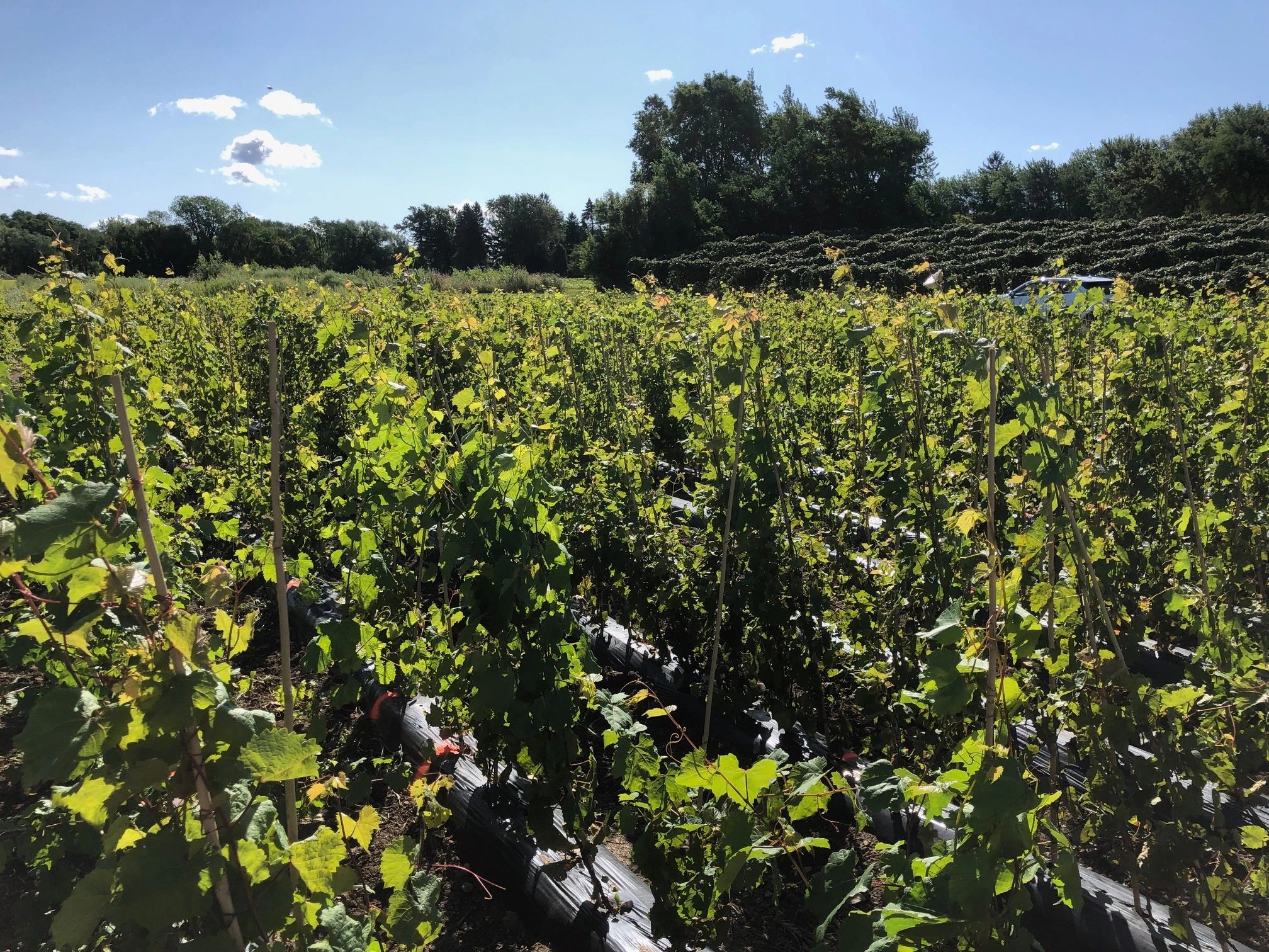 Hemstad Genetics - Cold Hardy Grapes, Grape Breeding