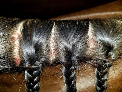 Mane Pulling | Armour Equine Services