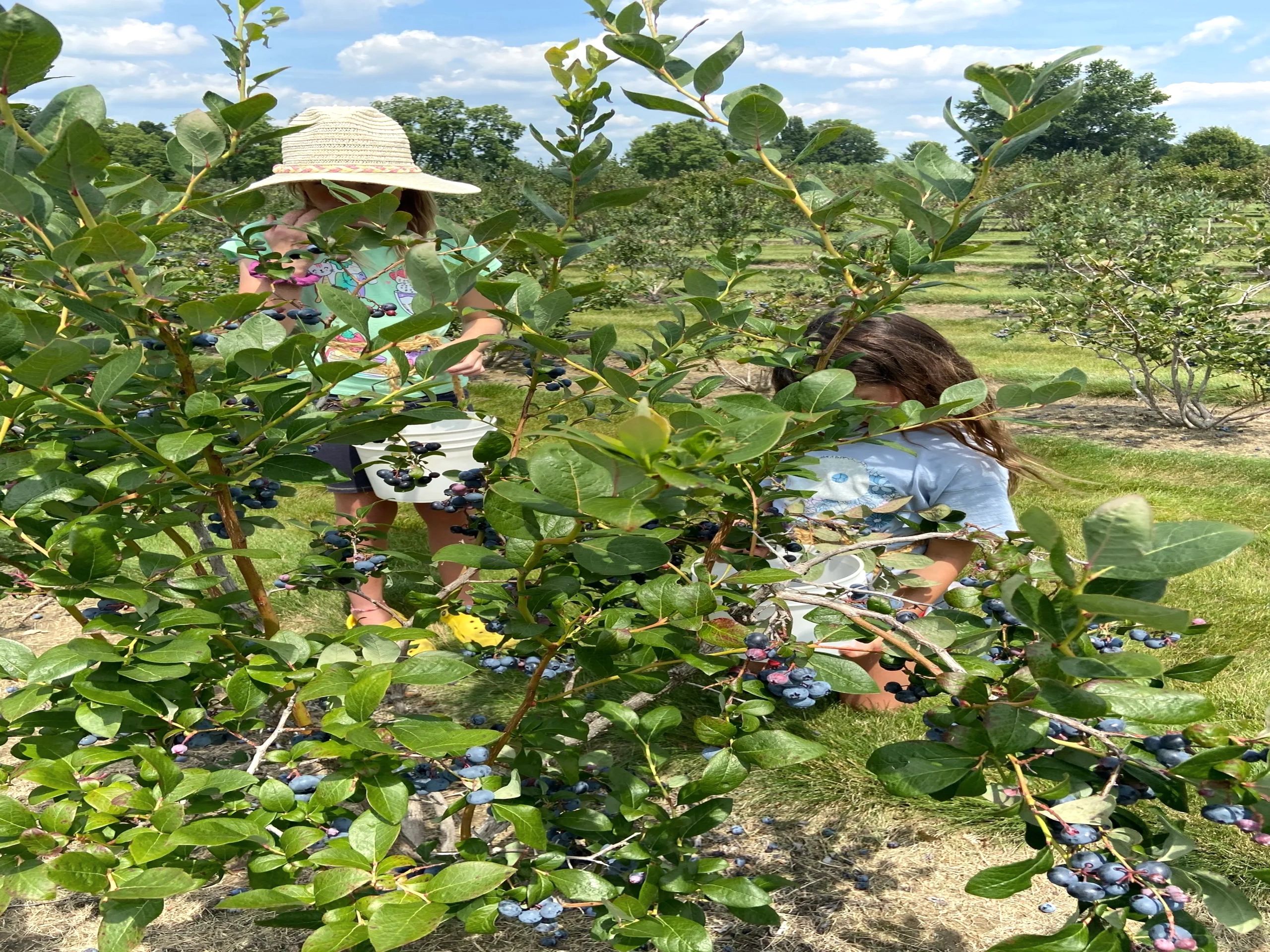 Beech Road Blueberry Farm