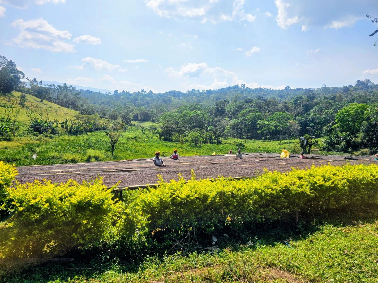 Bench Maji Coffee ltd