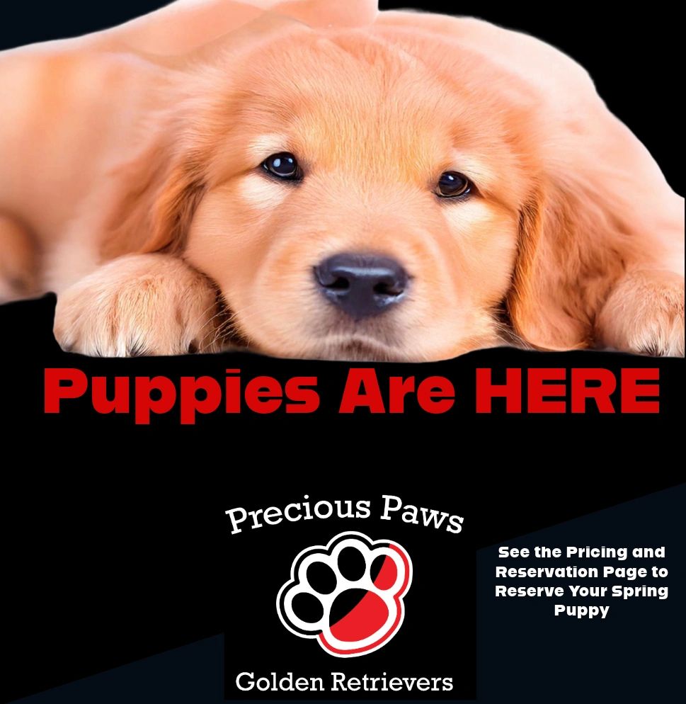 Golden Retriever Puppies for Sale - Precious Paws