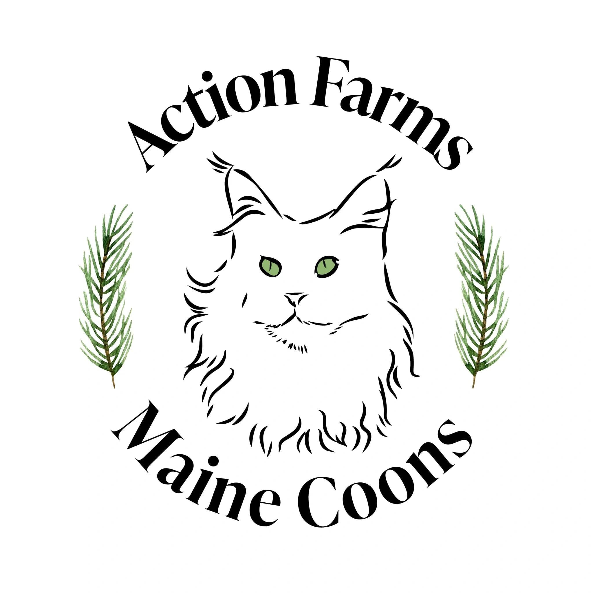 Maine Coons of Action Farms