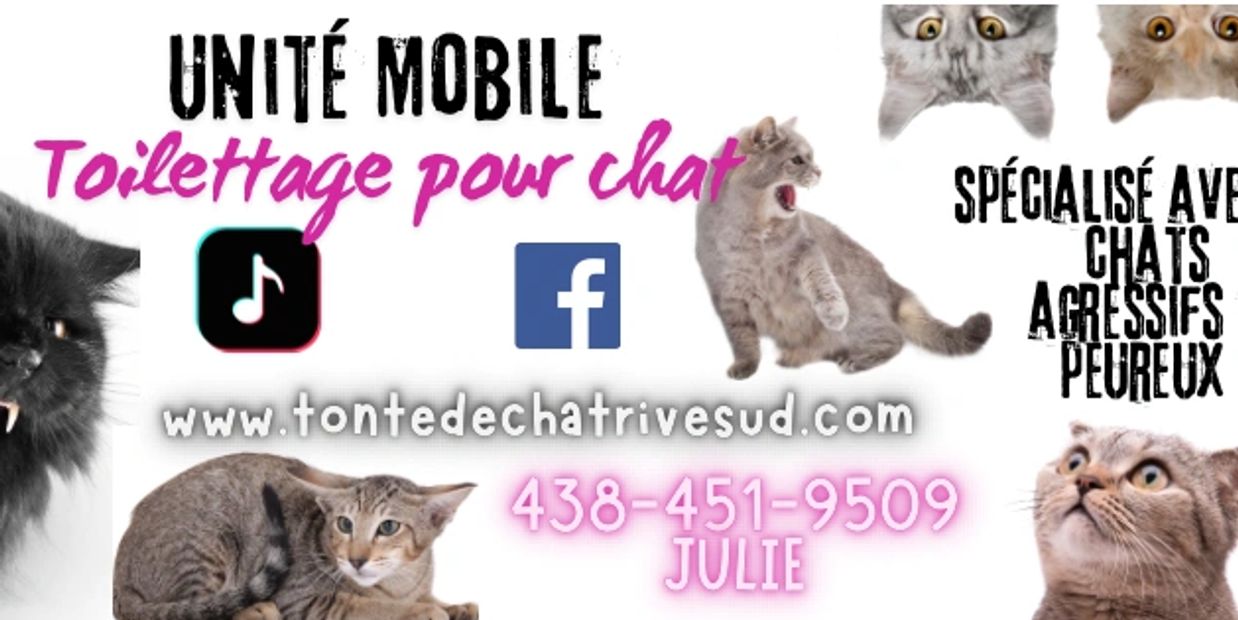 Toilettage Complet Et Mobile Pour Chat - Tonte de chat Rivesud